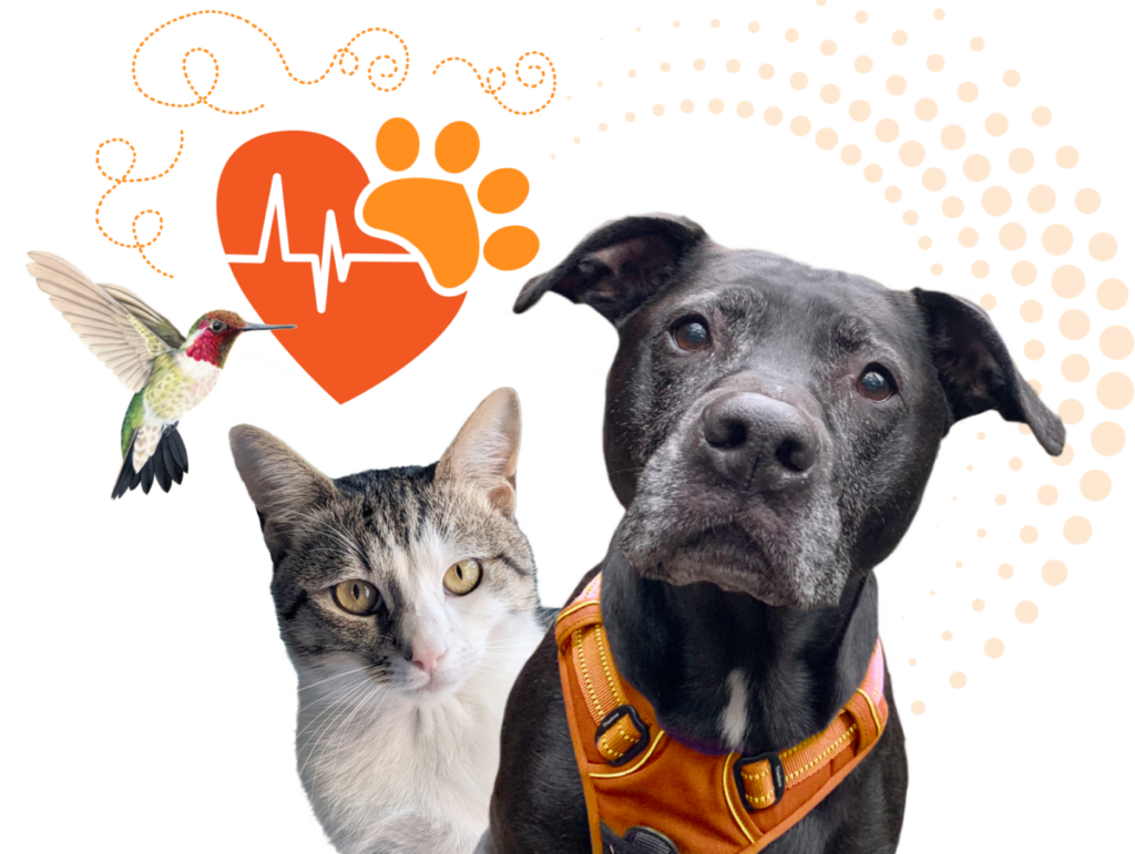 Join the Movement to Help Animals in Need with PAWSwalk