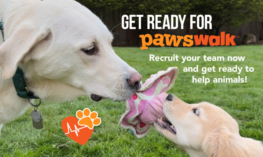 Join the Movement to Help Animals in Need with PAWSwalk